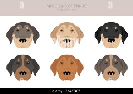 Molossus of Epirus clipart. All coat colors set. All dog breeds ...