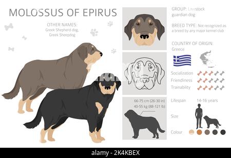 Molossus of Epirus clipart. All coat colors set. All dog breeds ...