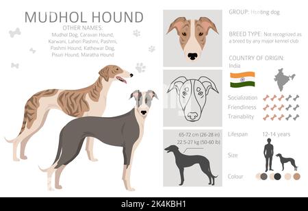 Mudhol hound clipart. All coat colors set.; All dog breeds ...