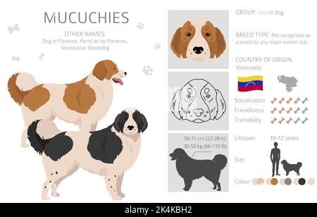Mucuchies clipart. All coat colors set.; All dog breeds characteristics ...