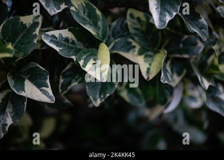 Partlly blurred purple false eranthemum with variegated white and green ...