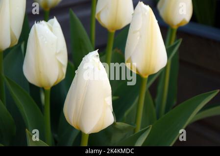 Ivory White Tulip Purissima (White Emperor) Flowers grown at RHS Garden ...