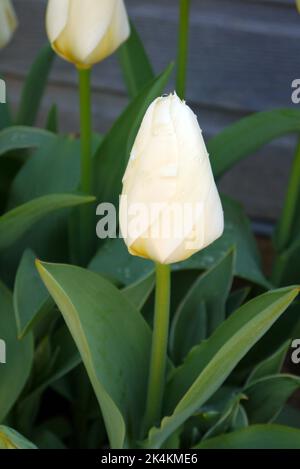 Single Ivory White Tulip Purissima (White Emperor) Flower grown at RHS ...