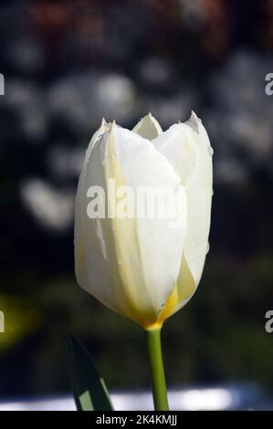 Single Ivory White Tulip Purissima (White Emperor) Flower grown at RHS ...