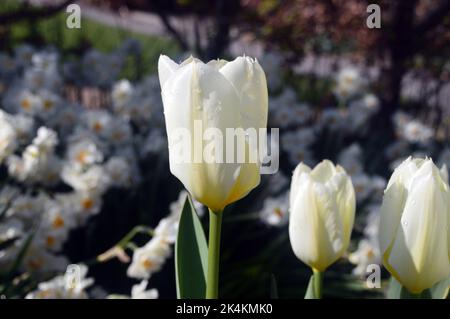 Ivory White Tulip Purissima (White Emperor) Flowers grown at RHS Garden ...