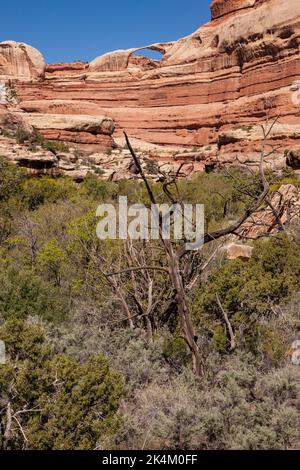 Sandstone canyon and Castle Arch, Needles District of Canyonlands ...