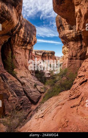 A narrow canyon on the Joint Trail into Chesler Park in the Needles ...