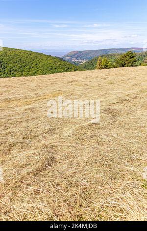A field of mown hay on Exmoor National Park at Cloutsham, Somerset UK ...