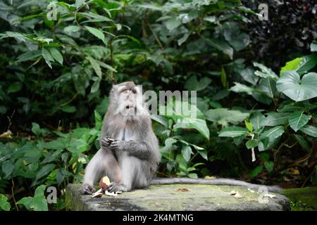 Bali, Indonesia. 19th Sep, 2022. A monkey is seen eating apples at Ubud ...