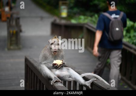 Bali, Indonesia. 19th Sep, 2022. A monkey is seen eating apples at Ubud ...
