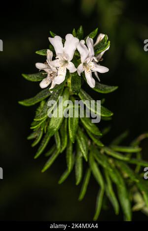 Australian native rosemary Westringia fruticosa Stock Photo - Alamy
