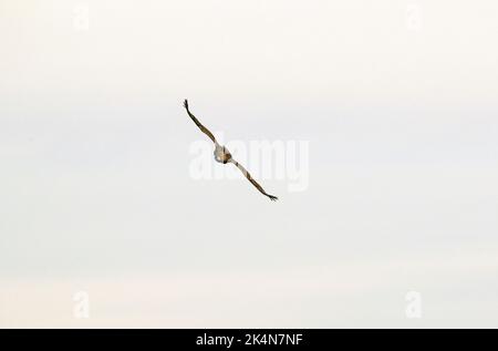 Golden eagle male flying in a Mediterranean forest with the first light ...