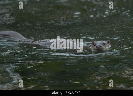 Otter swimming around eating fish taken at lower moor farm 03/102022 ...