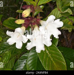 Beaumontia grandiflora 3 Stock Photo - Alamy