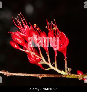 Cluster of vivid red flowers of Schotia brachypetala, Drunken Parrot ...