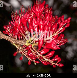 Cluster of vivid red flowers of Schotia brachypetala, Drunken Parrot ...