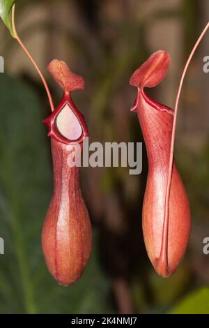 Nepenthes, Chiang Mai, Thailand Stock Photo - Alamy