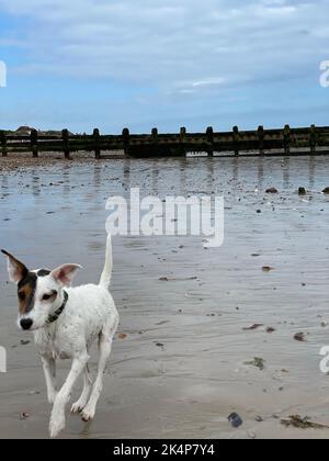 A vertical shot of an adorable dog with a birth mark running on a beach ...