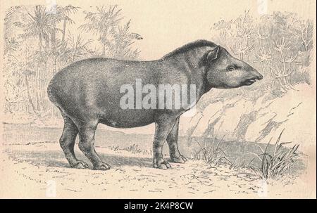 Antique engraved illustration of the three-toed sloth skull. Vintage ...