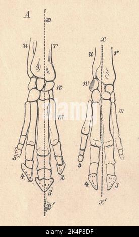 Antique engraved illustration of the leg skeleton - pig,roe deer and ...
