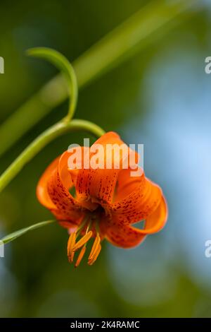 Lilium carniolicum flower growing in meadow, macro Stock Photo - Alamy