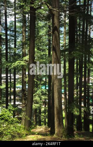 Deodar cedar trees in Van Vihar National Park in Manali, Himachal ...