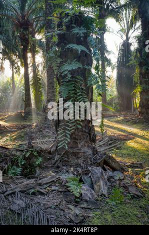 morning sun rays penetrating into the plantation through the palm ...
