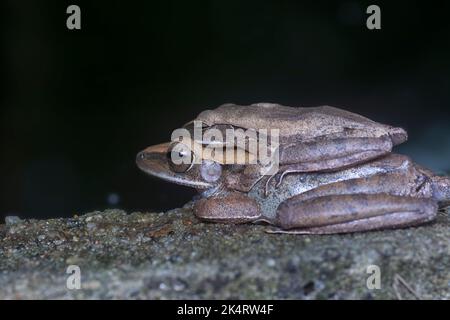 two common bush frogs clinging onto each other Stock Photo - Alamy