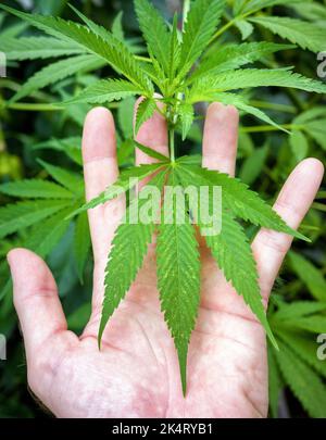 Hand holding cannabis leaf at outdoor cannabis farm field. Hemp plants ...