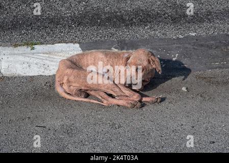 everyday activities of stray dogs on the street Stock Photo - Alamy