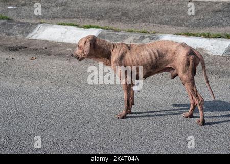 everyday activities of stray dogs on the street Stock Photo - Alamy