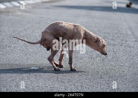 everyday activities of stray dogs on the street Stock Photo - Alamy