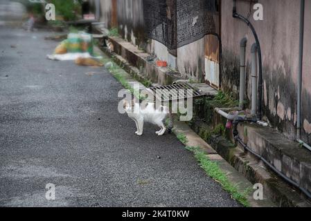 outdoor activity of stray cats Stock Photo - Alamy