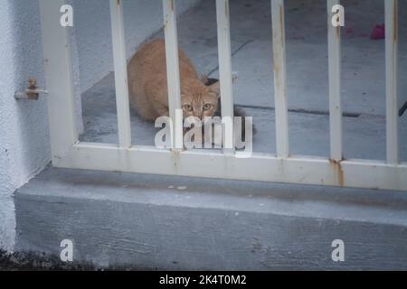 outdoor activity of stray cats Stock Photo - Alamy