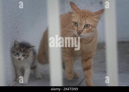 outdoor activity of stray cats Stock Photo - Alamy