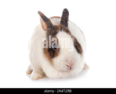 Rex rabbit in front of white background Stock Photo - Alamy
