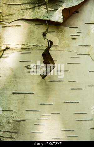 Betula utilis subsp. albosinensis 'Fascination'. Attractive bark of ...