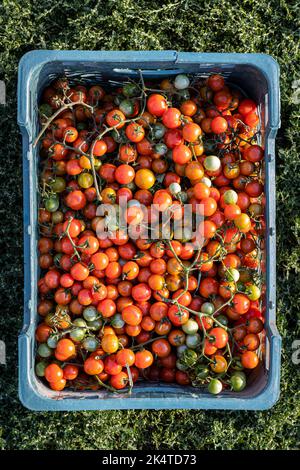 cherry tomatoes lie in a box on the farm. cherry tomato in a box Stock ...
