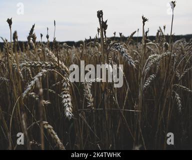 A beautiful closeup of wheat fields Stock Photo - Alamy