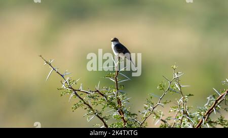 Marico flycatcher (Bradornis mariquensis), Pilanesberg National Park ...