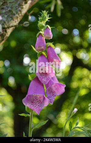 A closeup of common foxglove, a vertical shot Stock Photo - Alamy