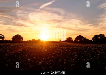 Wheat fields in Norfolk, UK Stock Photo - Alamy