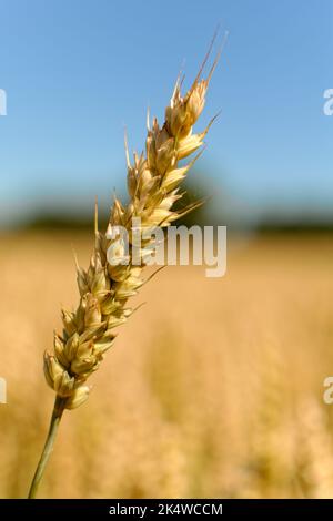 close-up of a single wheat stalk Stock Photo - Alamy