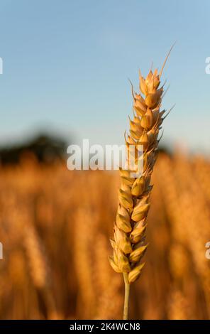 Wheat fields in Norfolk, UK Stock Photo - Alamy