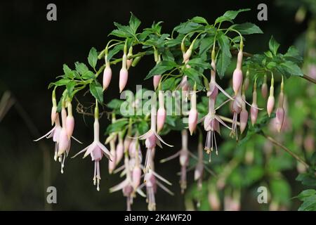 Fuchsia magellanica Alba in flower Stock Photo - Alamy