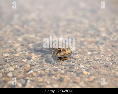 A Cane toad spawning in the pond in its natural habitat in spring Stock ...