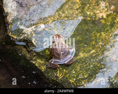 A Cane toad spawning in the pond in its natural habitat in spring Stock ...