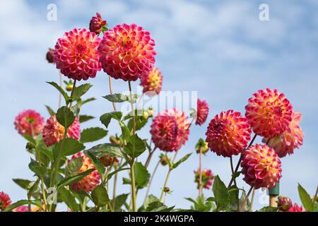 Dahlia Hapet Daydream in flower Stock Photo - Alamy