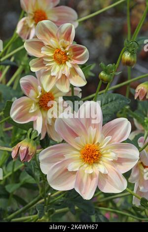 Cream and pink collarette dahlias in flower Stock Photo - Alamy