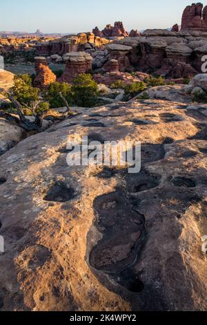 A rainwater pothole in Cedar Mesa sandstone in the Devil's Kitchen area ...